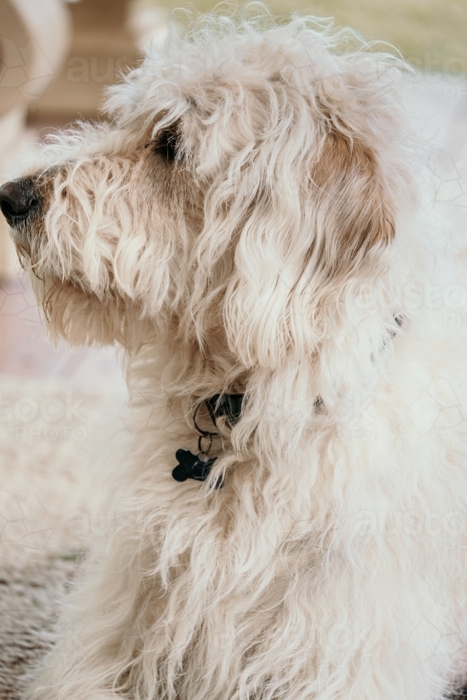 Image of Profile of a Labradoodle dog. - Austockphoto