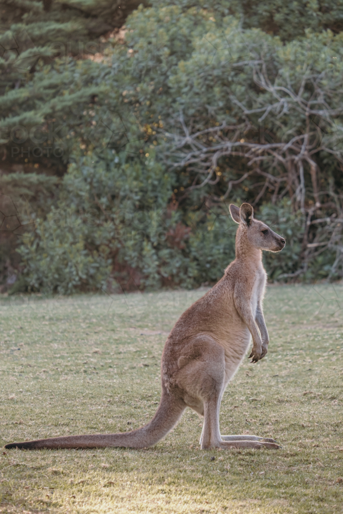 Image of Profile of standing kangaroo - Austockphoto