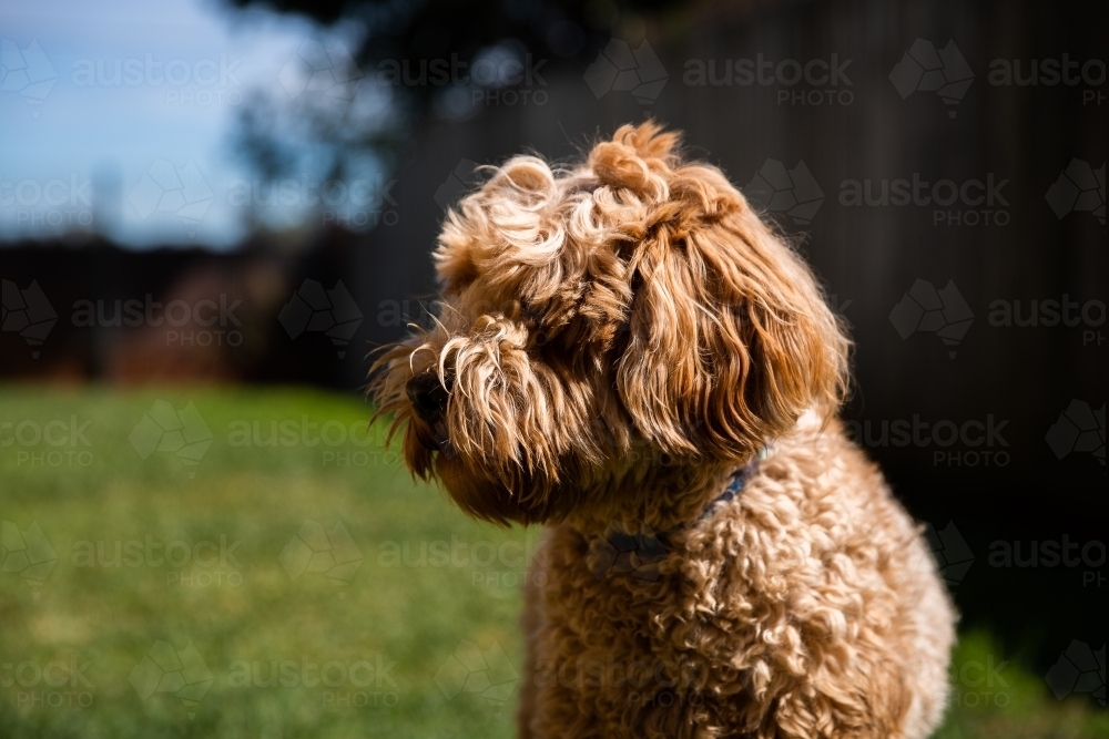 Image of profile portrait of a labradoodle - Austockphoto