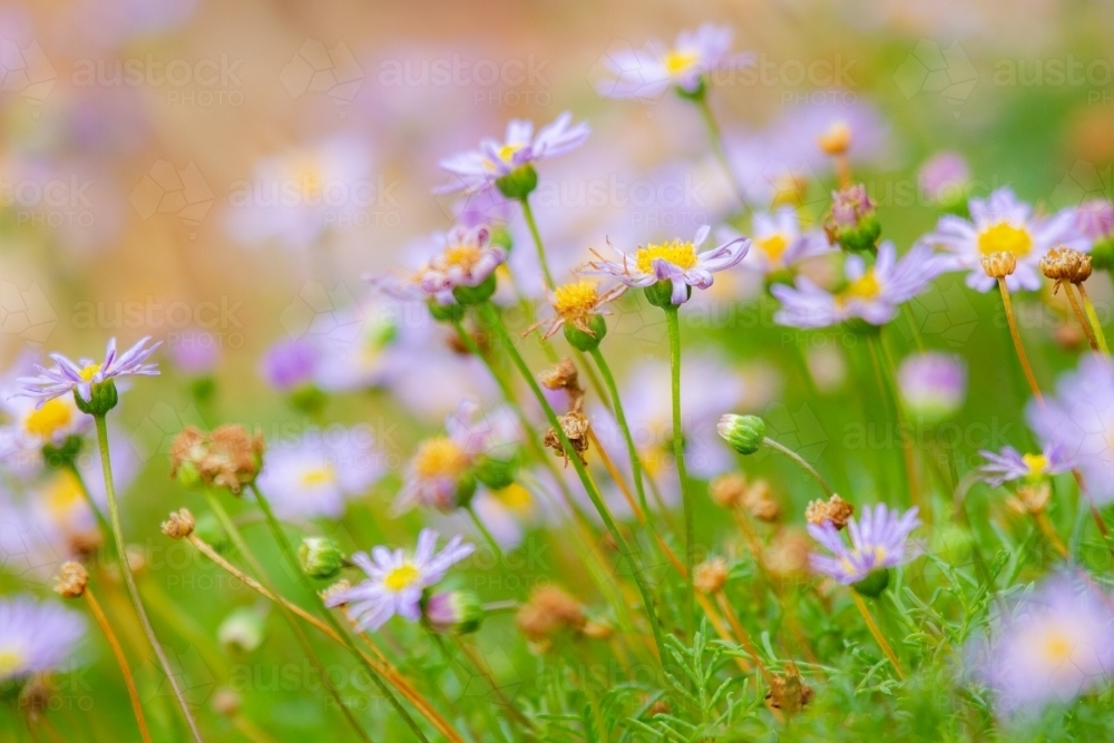 Image of Purple Brachyscome multifida native daisy flowers in garden ...