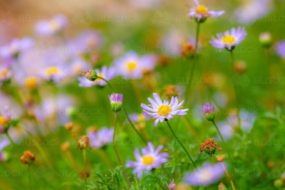 Image of Purple Brachyscome multifida native daisy flowers in garden ...