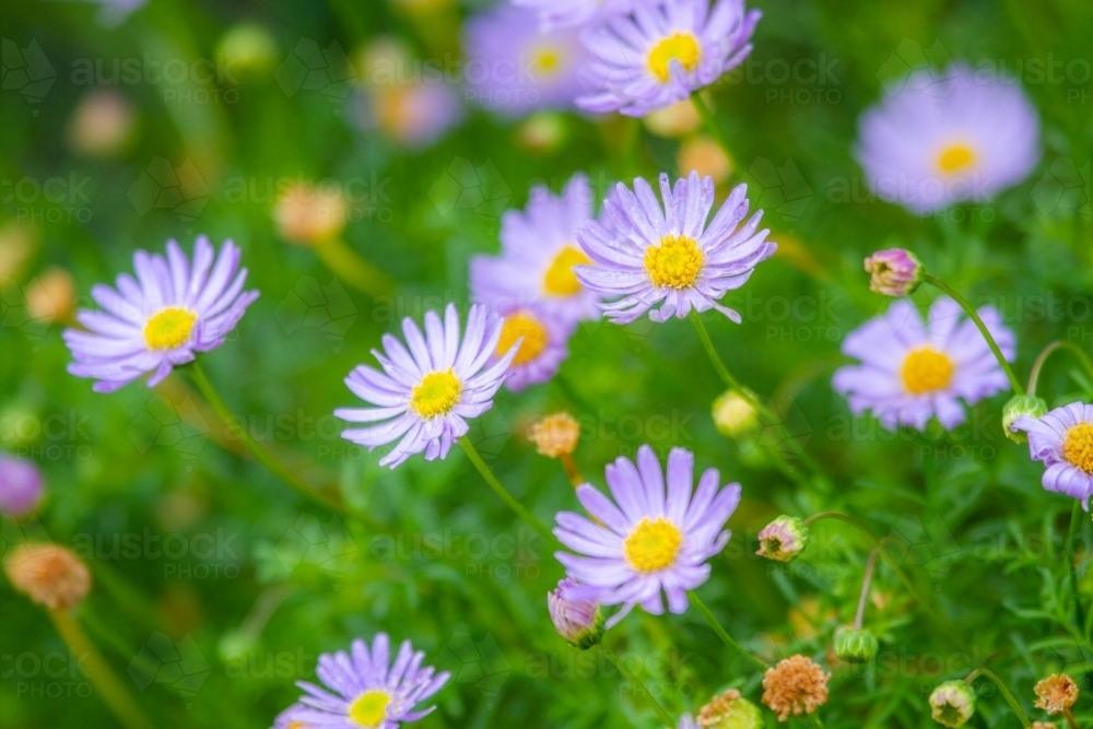 Image of Purple Brachyscome multifida native daisy flowers in garden ...