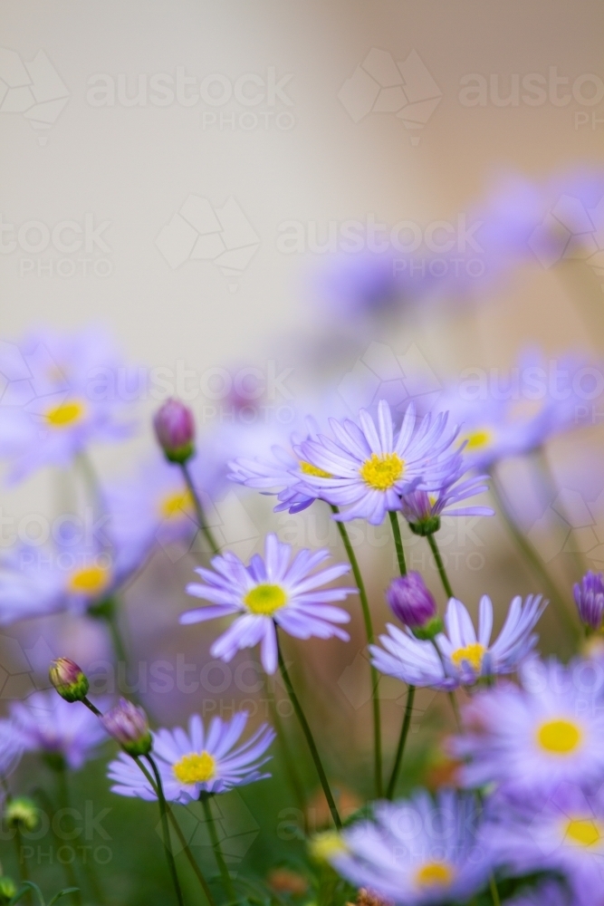 Image of Purple Brachyscome multifida native daisy flowers in garden ...