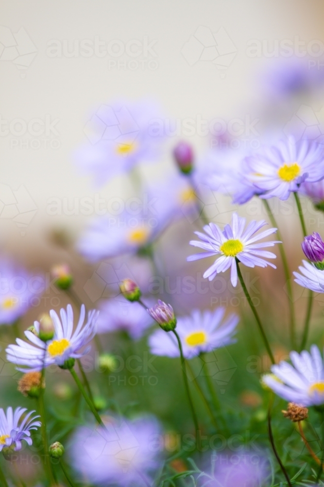 Image of Purple Brachyscome native daisy flowers in garden. - Austockphoto