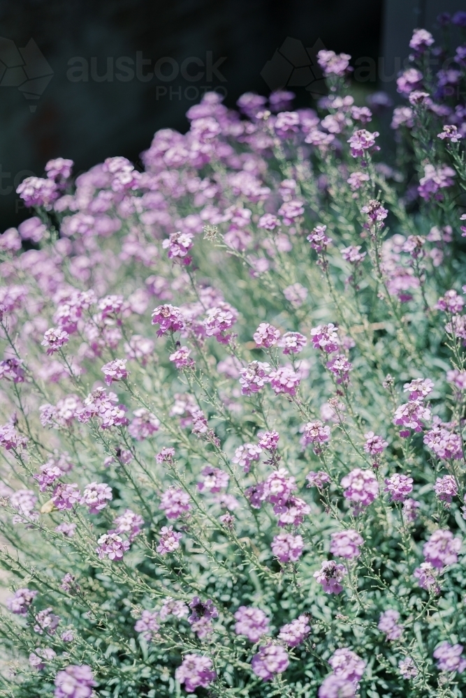 Image of Purple bush flowers - Austockphoto