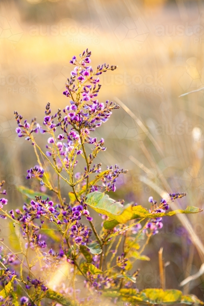 Image of Purple coral-pea native lilac wildflower growing in the bush ...