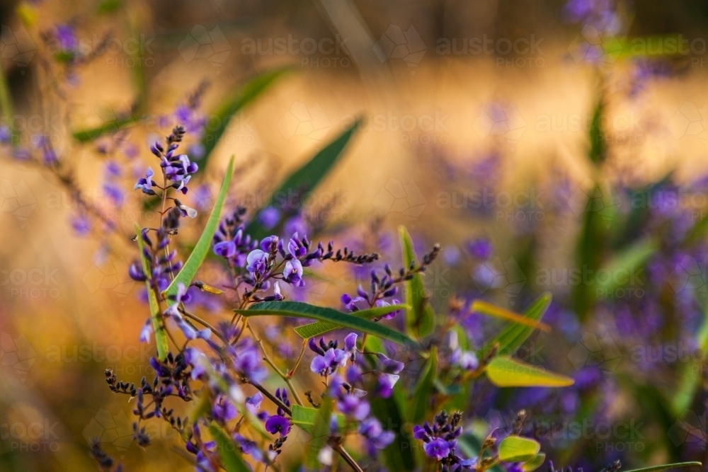 Image of Purple coral-pea native lilac wildflower growing in the bush ...