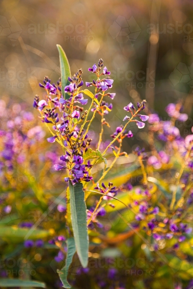Image of Purple coral-pea native lilac wildflower growing in the bush ...