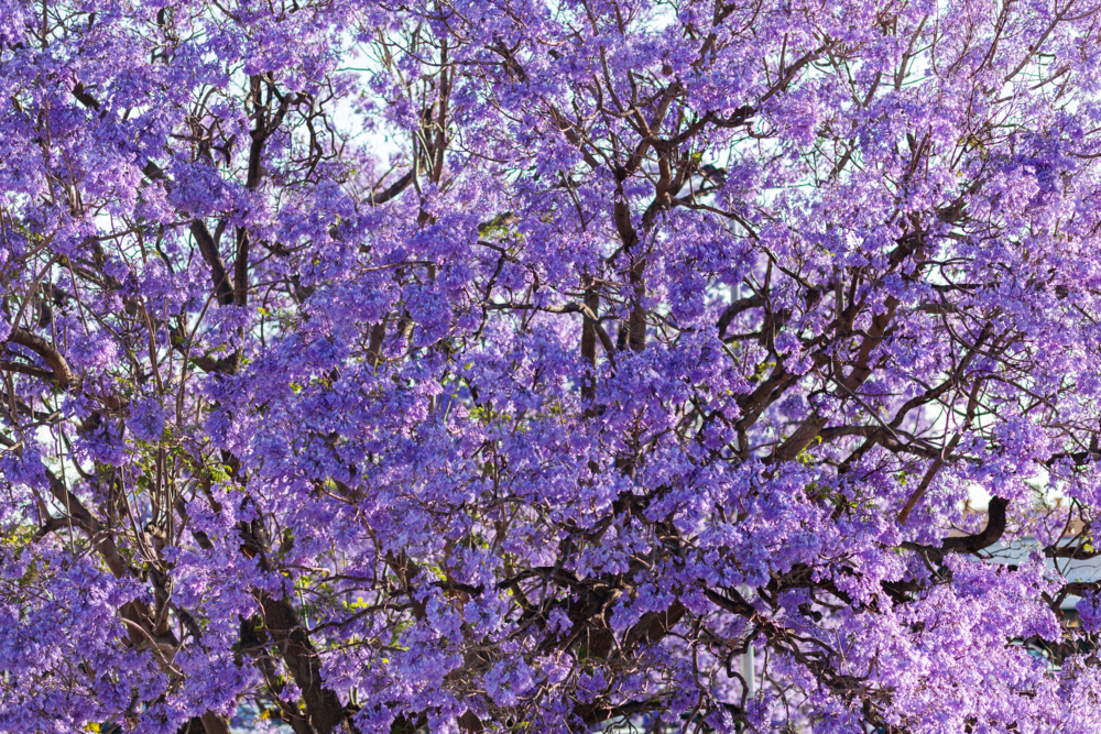 Image of purple flowers of jacaranda tree filling frame - Austockphoto