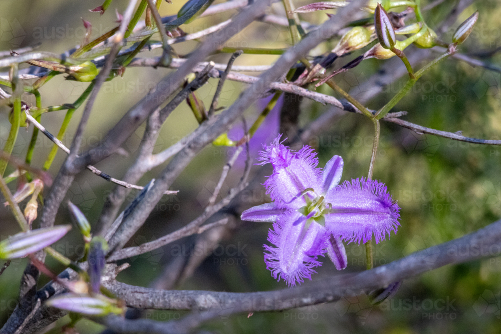 Image of Purple Fringe Lily flower and wooden branches - Austockphoto