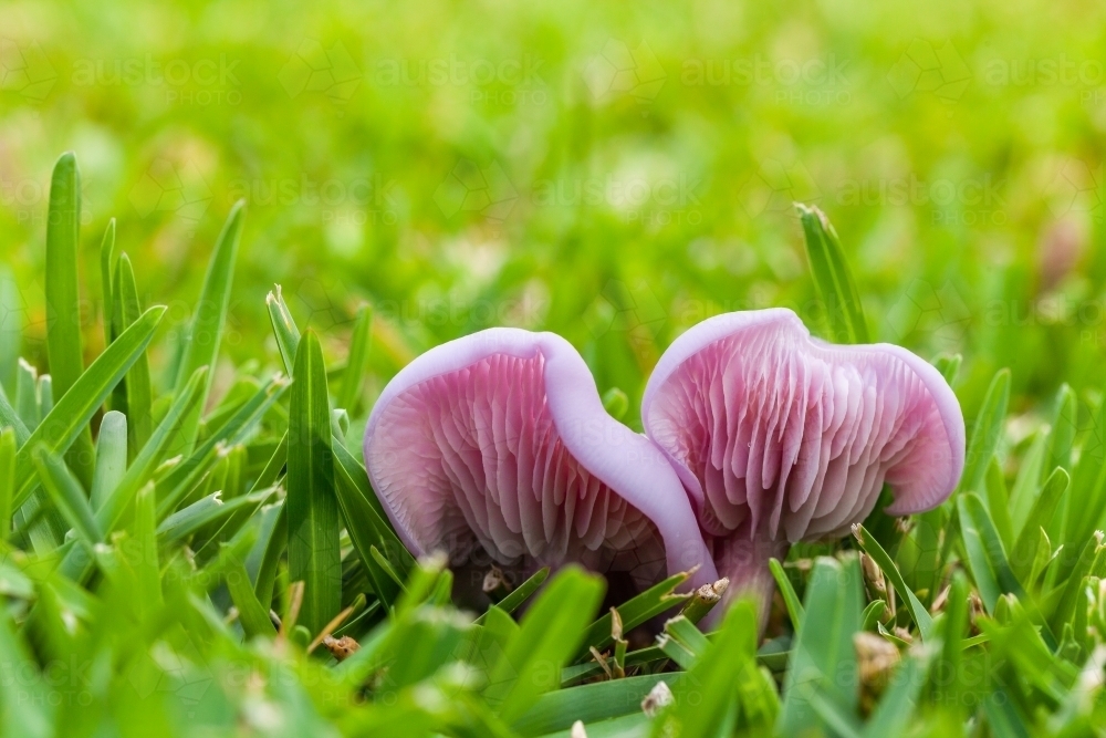 Image of Purple fungi in lawn grass with green copy space - Austockphoto