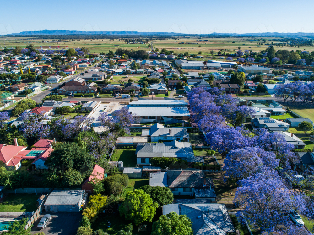 Image of Purple jacaranda trees along street of rural country town in ...