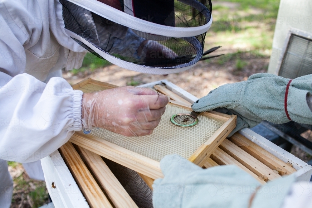 Image of Queen bee marking - Austockphoto