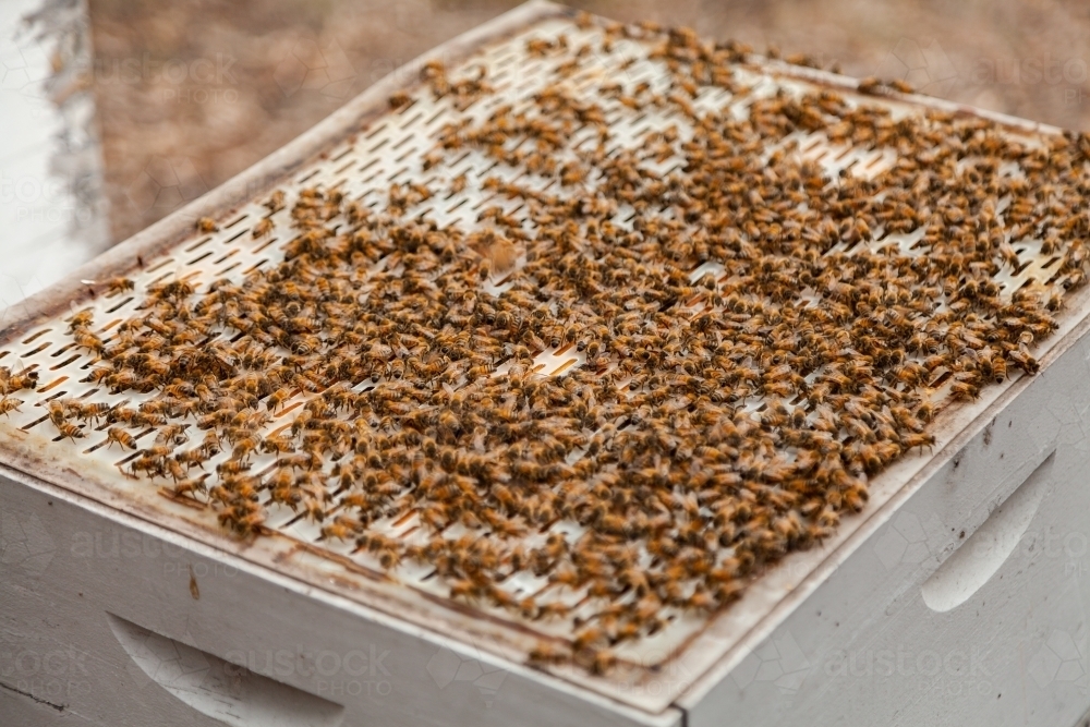 Image of Queen excluder on brood box of beehive - Austockphoto