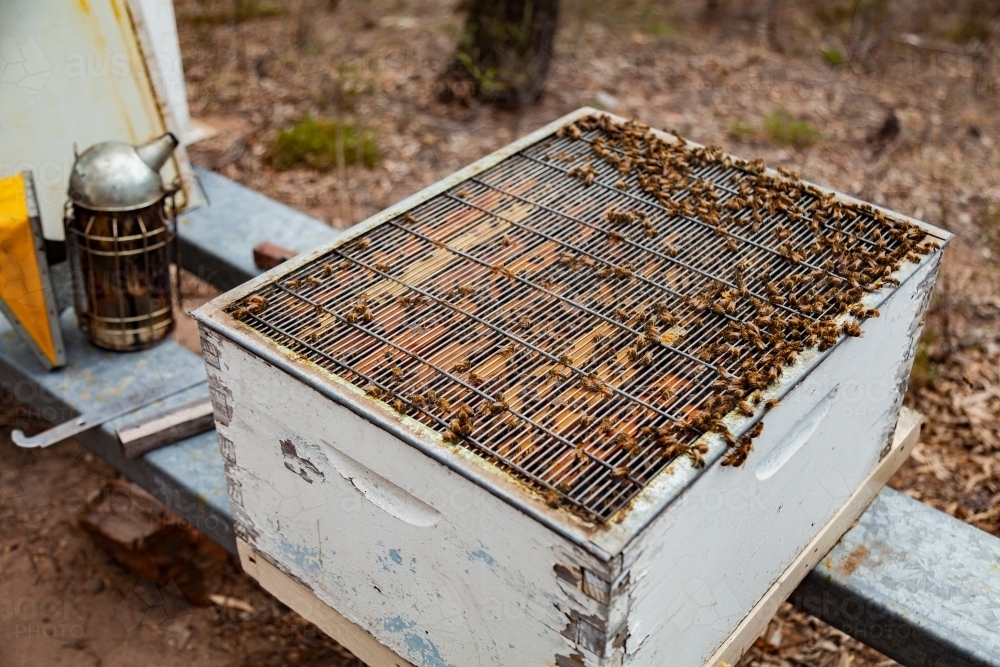 Image of Queen excluder on brood box of beehive - Austockphoto