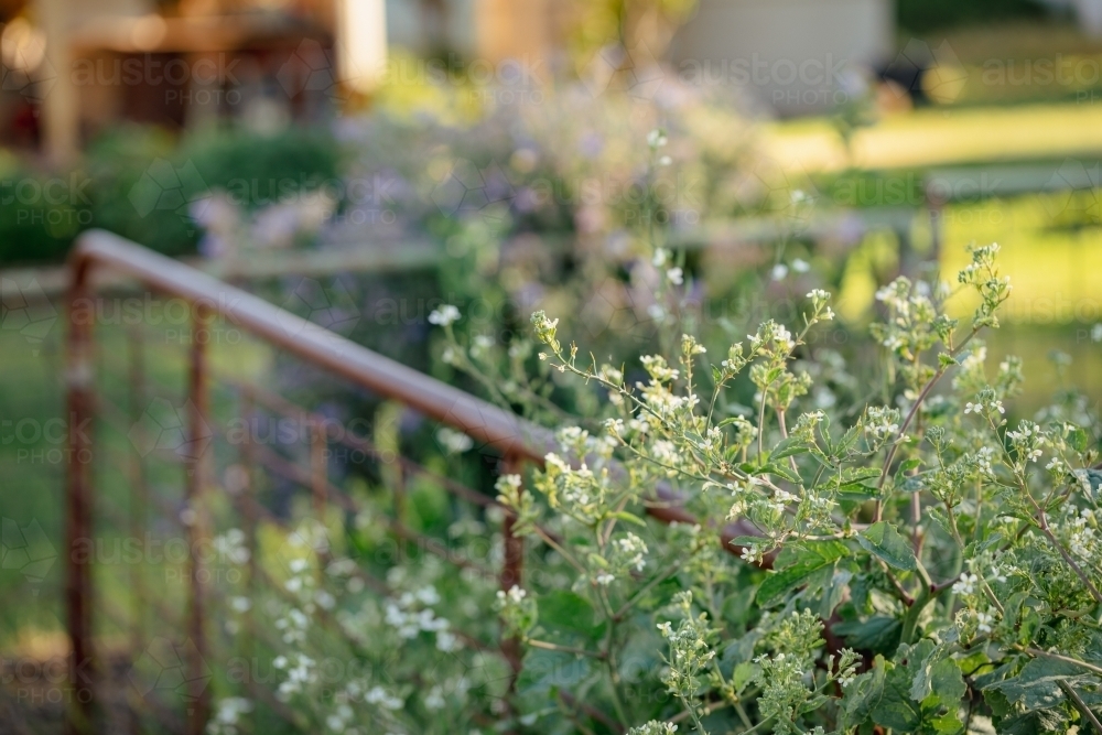 Image of Radish plants flowering and going to seed in country vegetable ...