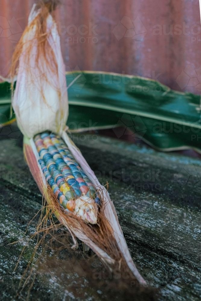 Image of Rainbow corn - Austockphoto