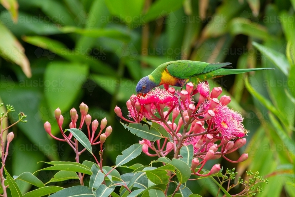 Image of Rainbow Lorikeet eating from the blossoms of a pink flowering ...