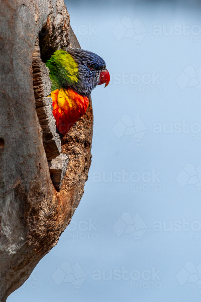 Image of Rainbow Lorikeet - Trichoglossus moluccanus - looking out from a tree hollow ...