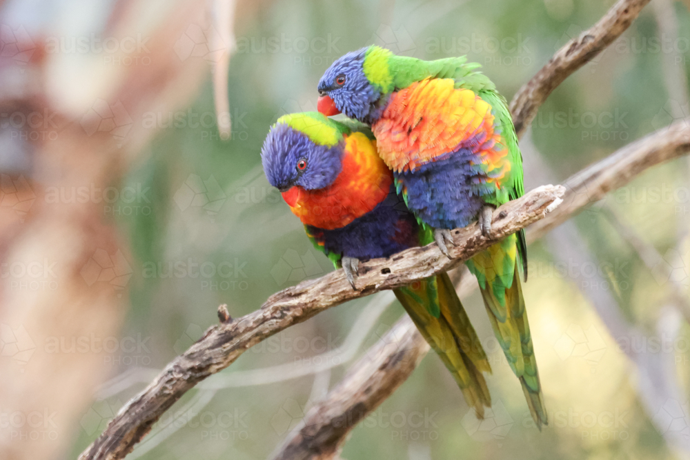 Image of Rainbow Lorikeets - Austockphoto