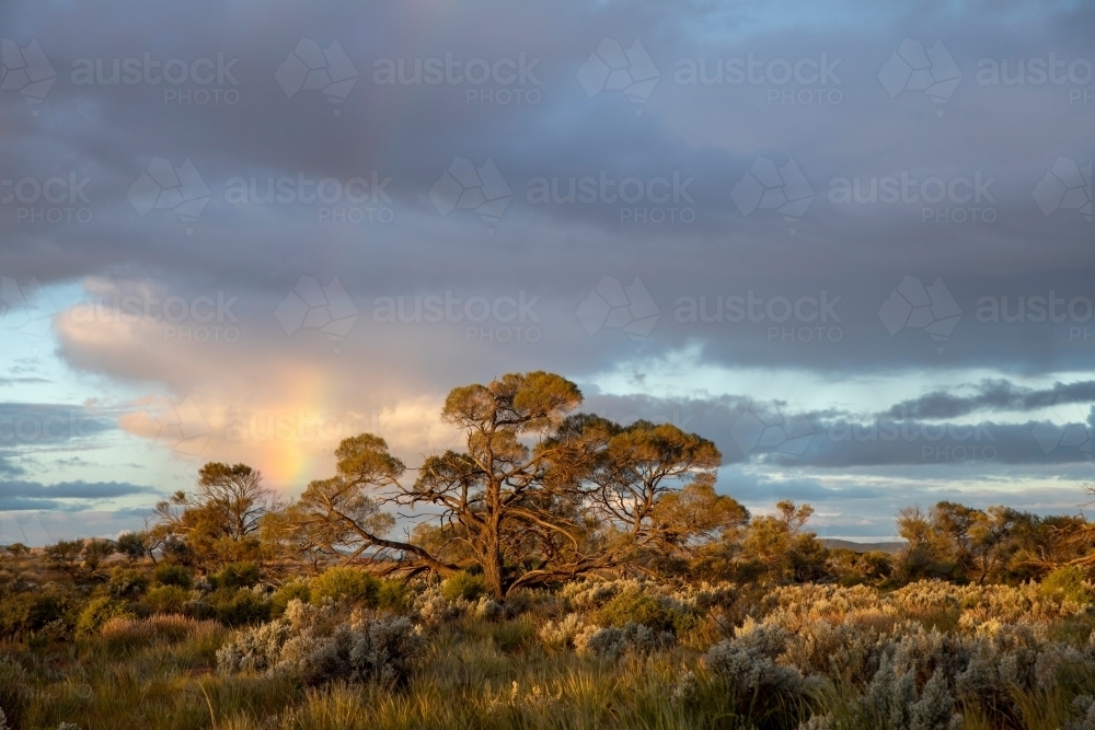 Image of rainbow over tree in arid bushland - Austockphoto