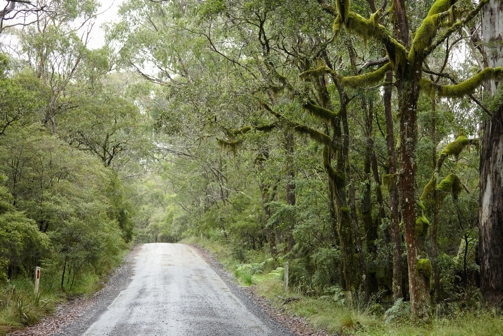 Image of Rainforest with an empty foggy road - Austockphoto