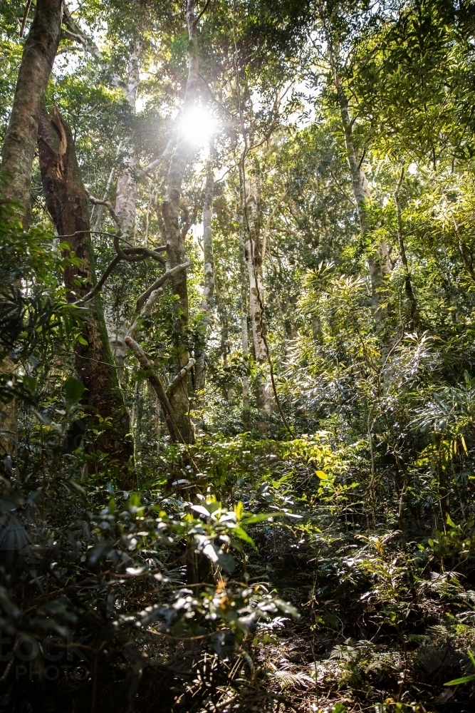 Image of rainforest with the sun shining through the trees - Austockphoto