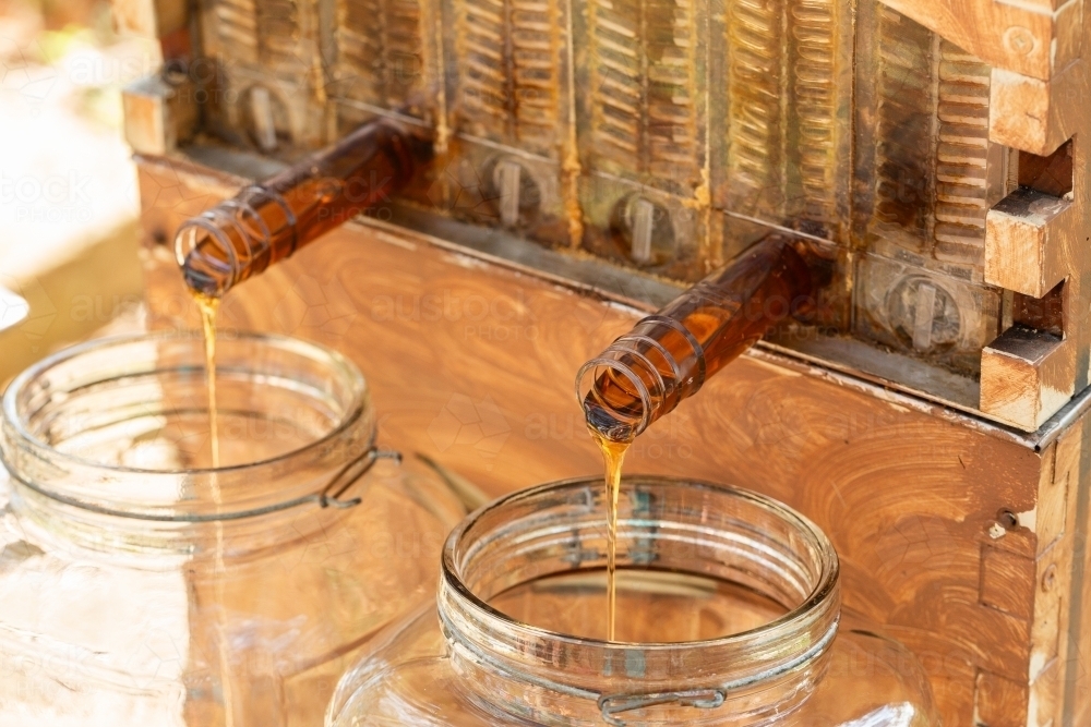 Image of Raw honey flowing into jars from hive - Austockphoto