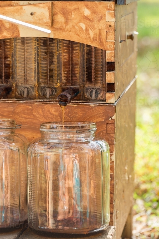 Image of Raw honey flowing into jars from hive - Austockphoto