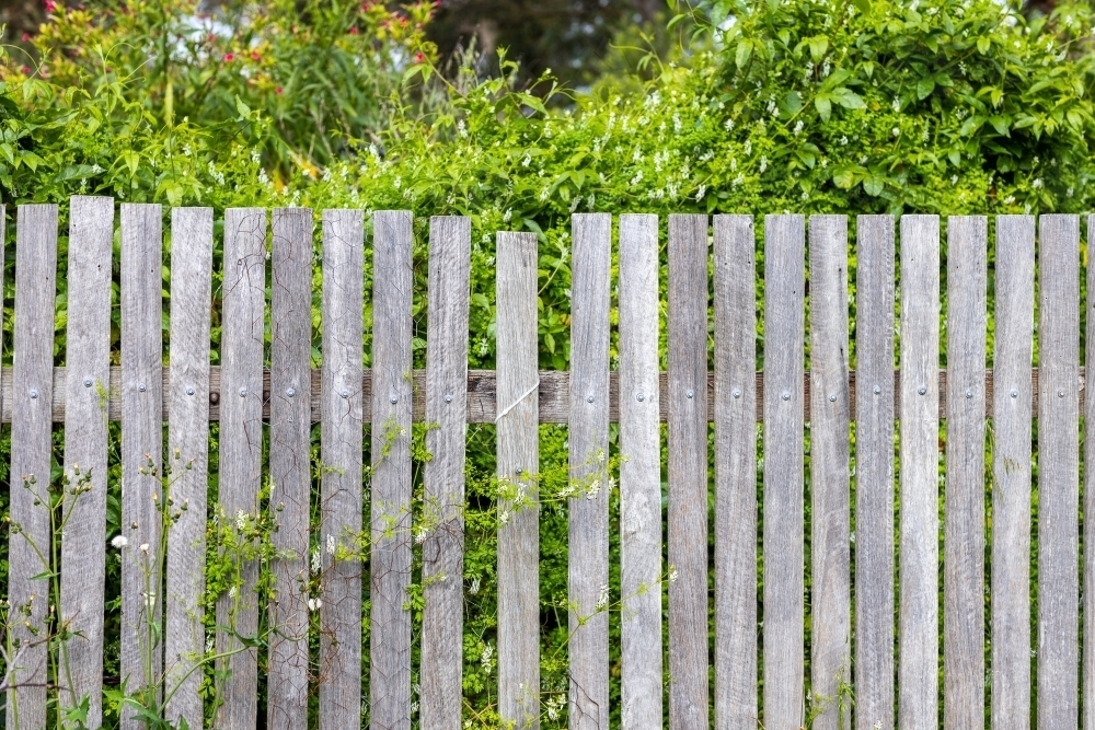 Image of raw wood picket fence with neighbouring plants and weeds ...