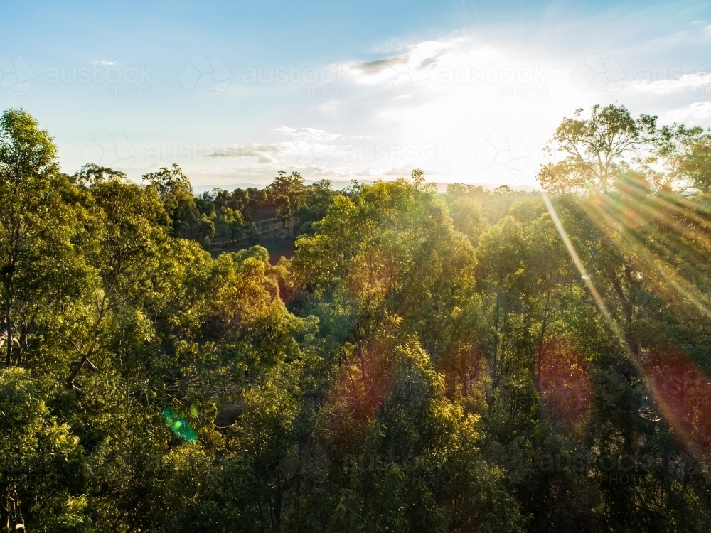 Image of Rays of late australian sunlight on gum tree tops - Austockphoto