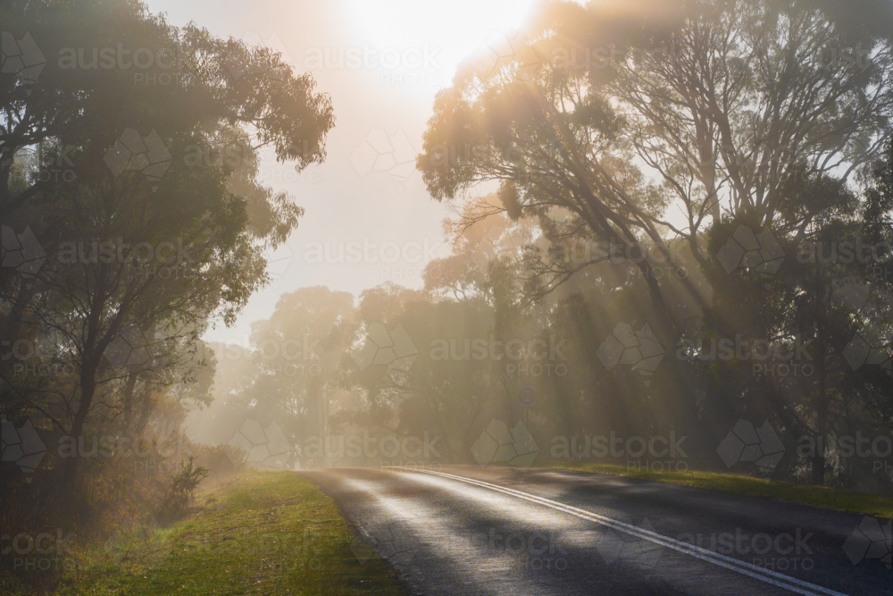 Image of Rays of morning sunshine breaking through the branches of tall ...