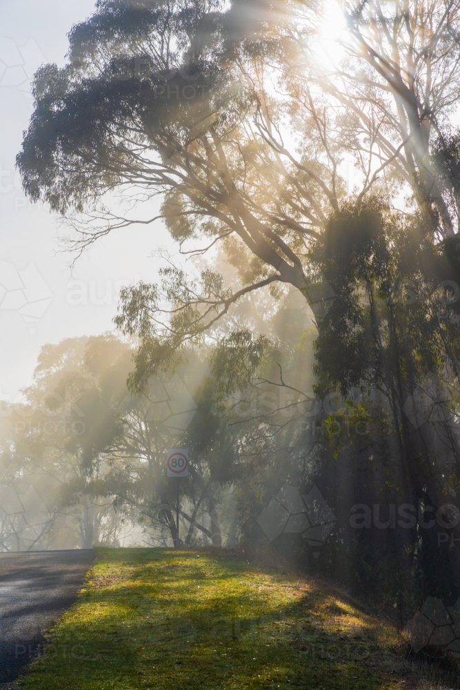 Image of Rays of morning sunshine breaking through the branches of tall ...