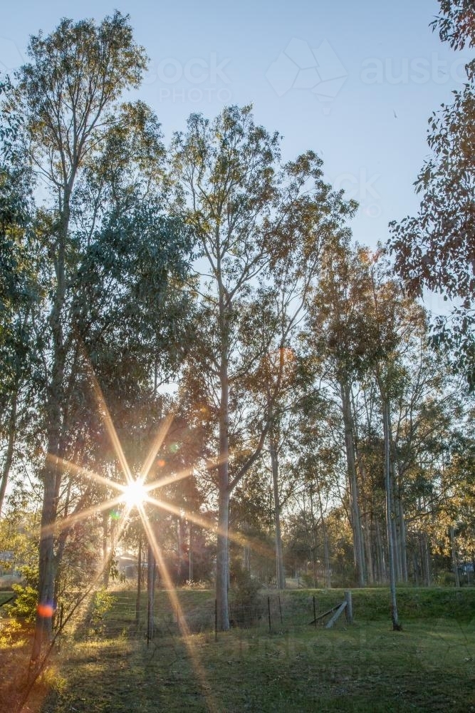 Image of Rays of rising morning sun through spotted gum trees ...