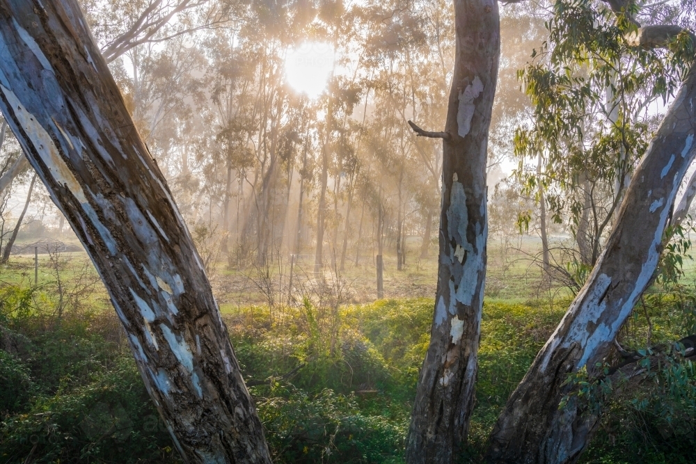 Image of Rays of sunlight breaking though gumtrees in the Australian ...