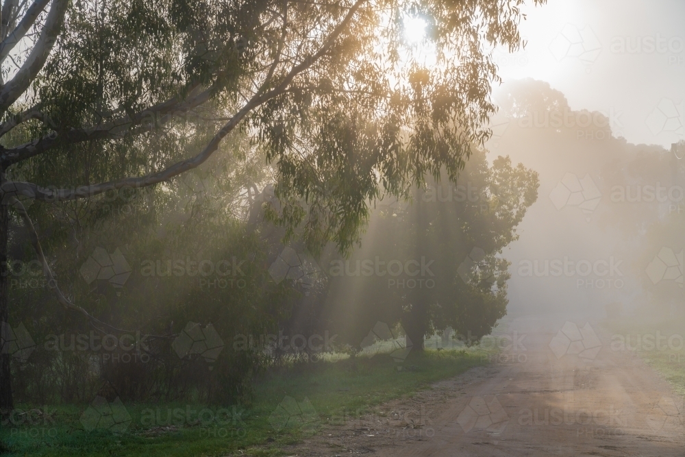 Image of Rays of sunlight breaking though gumtrees in the Australian ...