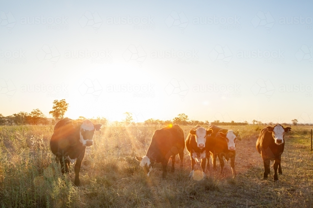 Image of Rays of sunlight shining over beef cattle in paddock at sunset ...
