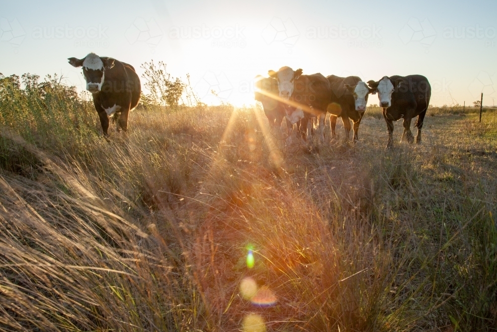 Image of Rays of sunlight shining over beef cattle in paddock at sunset ...