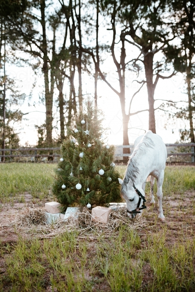 Image of Real decorated Christmas tree outdoors in a rural paddock ...