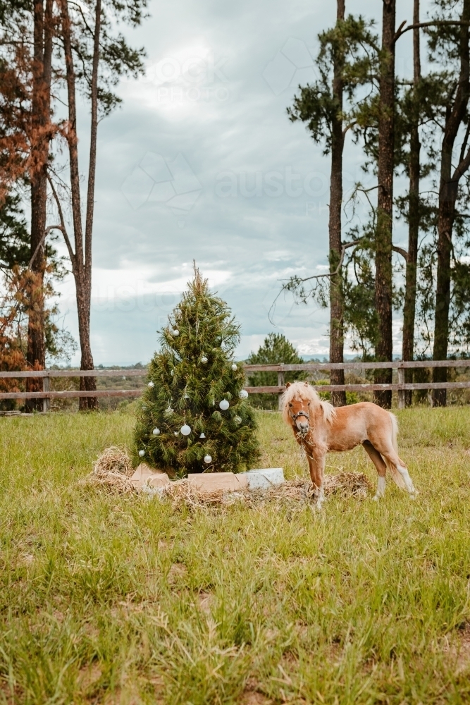 Image of Real decorated Christmas tree outdoors in a rural paddock ...