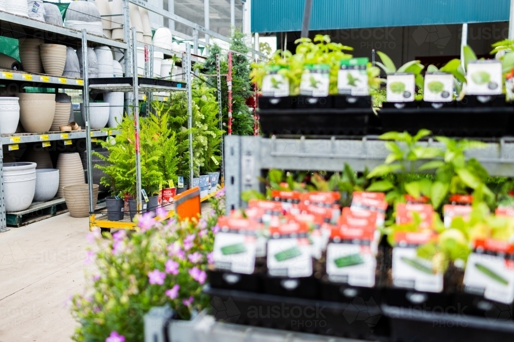 Image of Real potted pine Christmas trees in plant store for December ...
