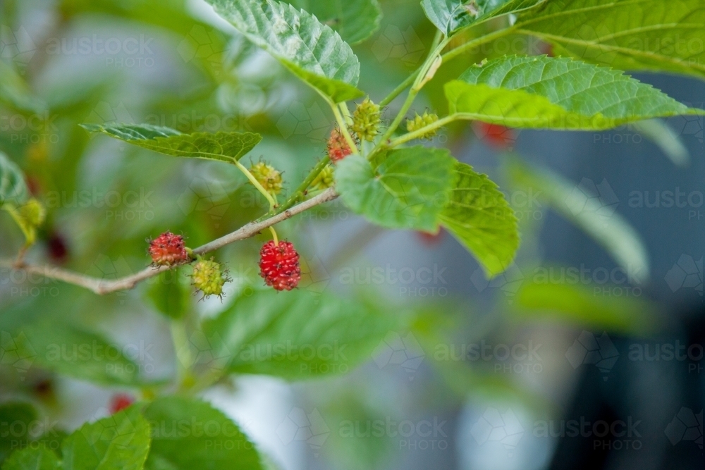 Image of Red and green mulberries on a young mulberry bush - Austockphoto