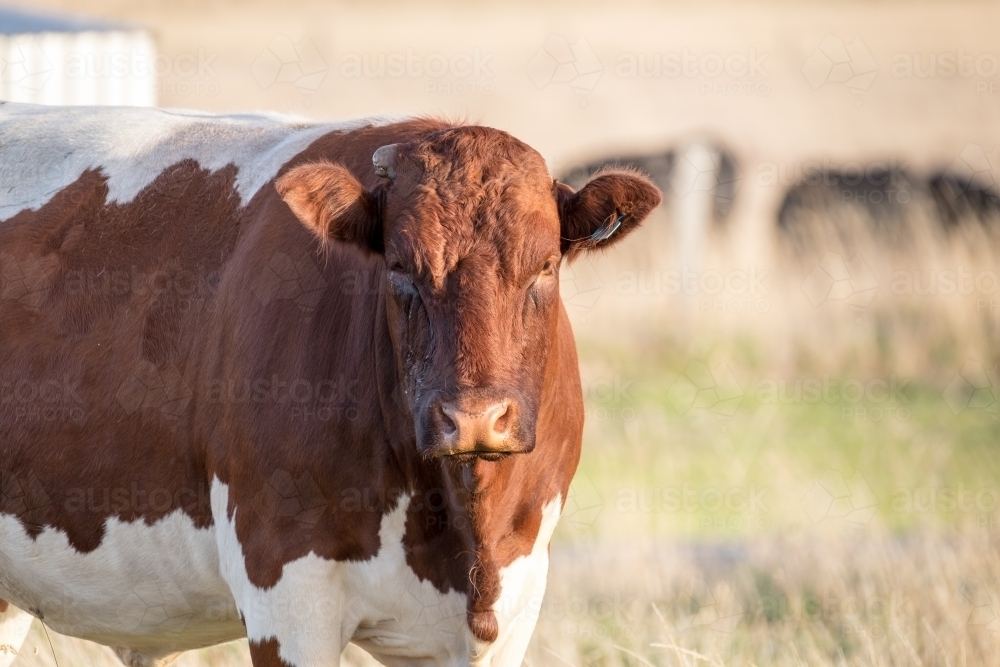 Image of Red and white cow with a weeping eye problem - Austockphoto