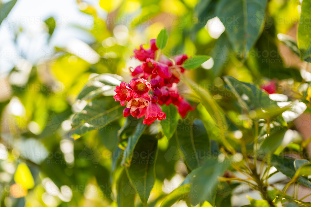 Image of red bell shaped summertime flowers of flame tree blooming on ...