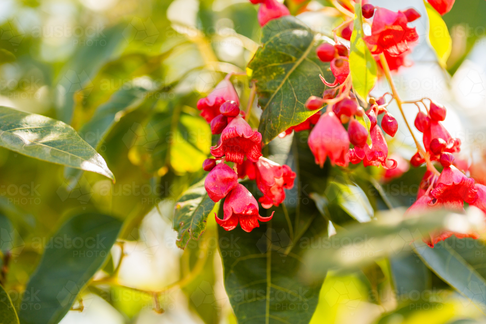 Image of red bell shaped summertime flowers of flame tree blooming on ...