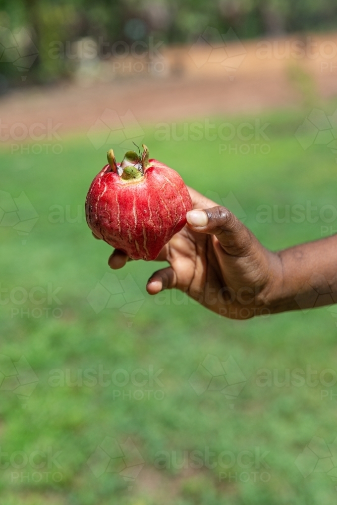 Image of Red Bush Apple held by aboriginal child - Austockphoto
