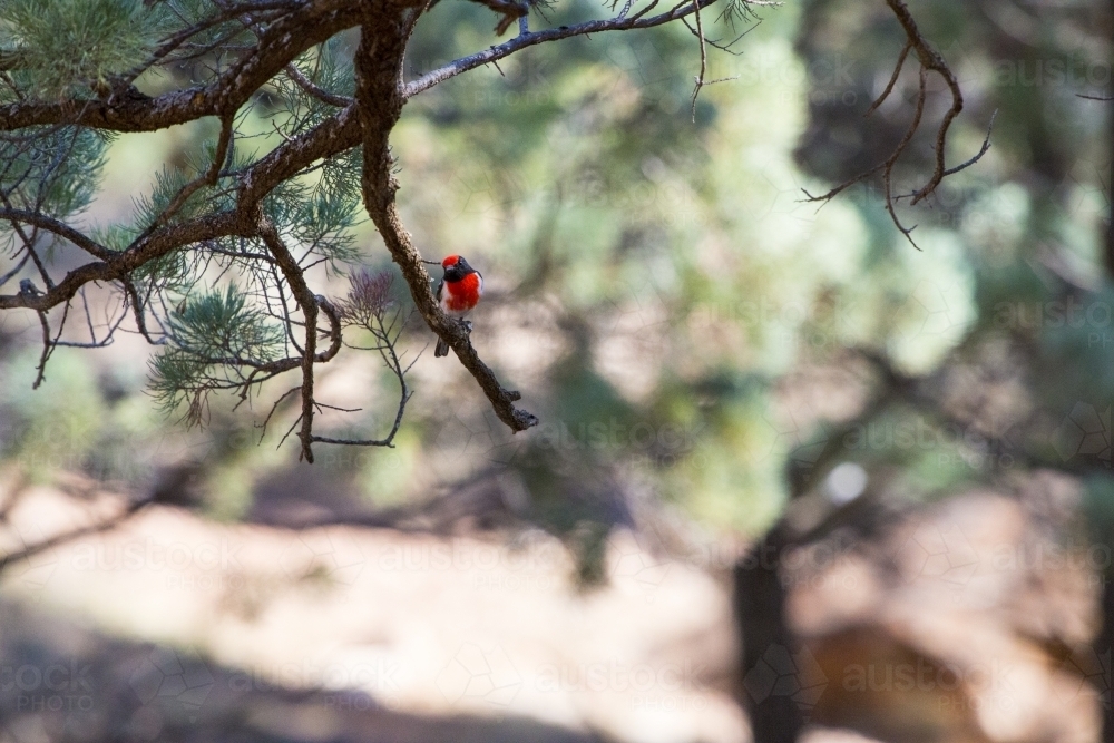 Image of Red capped robin in a native pine tree - Austockphoto