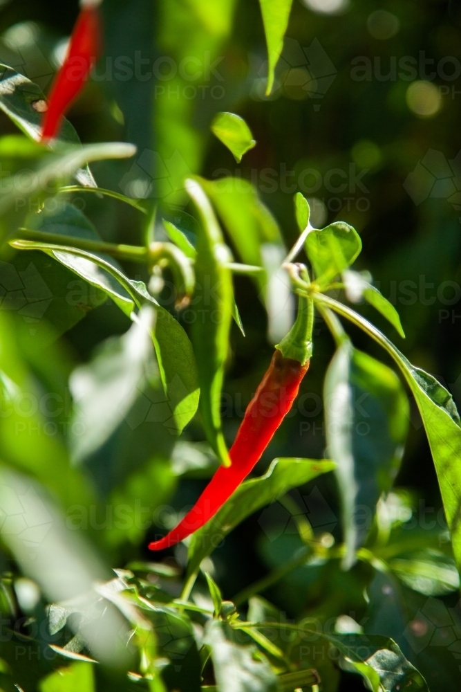 Image of Red chili growing on a plant - Austockphoto