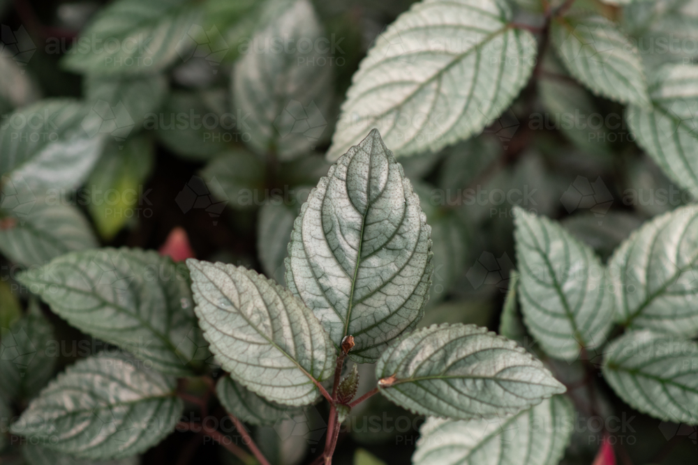 Image of red flame ivy plant close up - Austockphoto