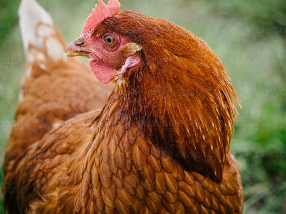 Image of Red free range hen - Austockphoto